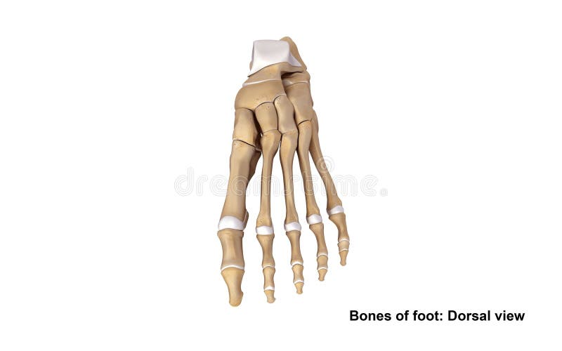 Foot Dorsal view stock illustration. Illustration of posteriordorsal ...