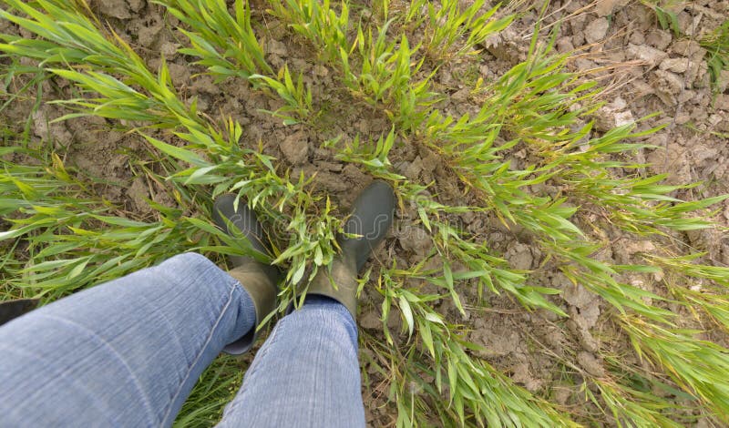 Foot of a Farmer in a Field Stock Image - Image of legs, soil: 115859823