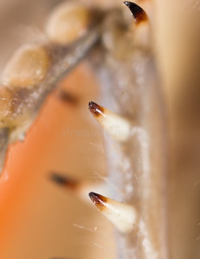 Foot grasshopper. macro stock photo. Image of spring - 106388894