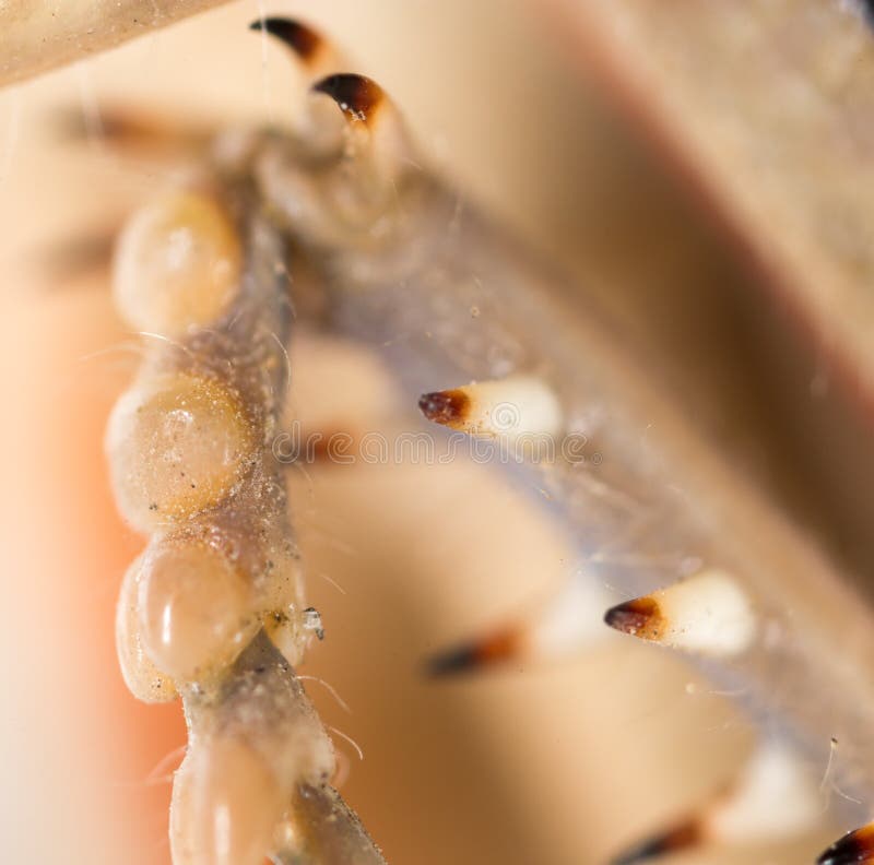 Foot grasshopper. macro stock photo. Image of leaf, beautiful - 106208902