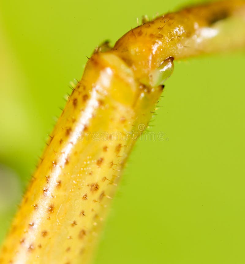 Foot Grasshopper. Super Macro Stock Photo - Image of feelers, insect ...