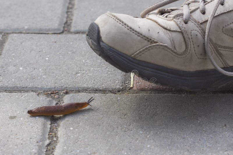 A Foot in Gray Sneaker almost Treading a Slug. Stock Photo - Image of ...
