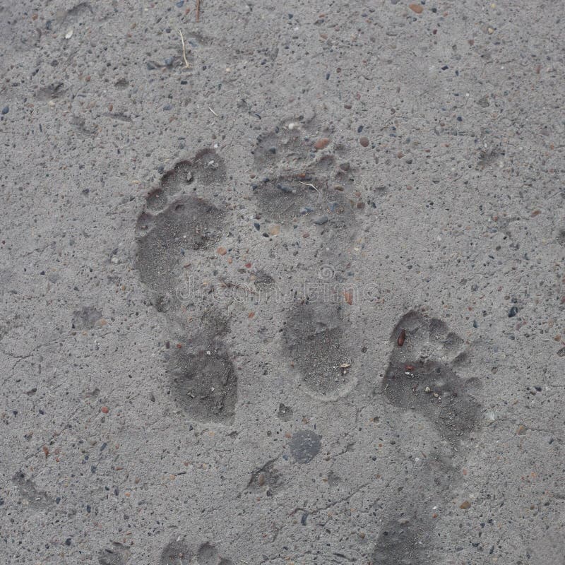 Foot imprints stock photo. Image of barefoot, relax, print - 45032226