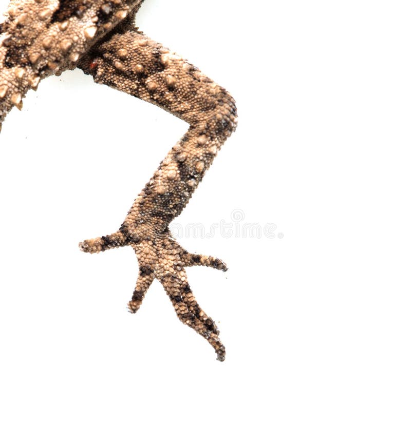 Hot Foot Lizard stock photo. Image of summer, amphibian - 265699460