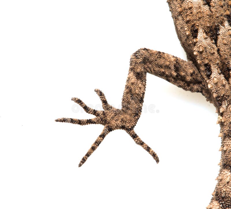 Lizard Foot stock image. Image of toes, reptile, gecko - 20340111