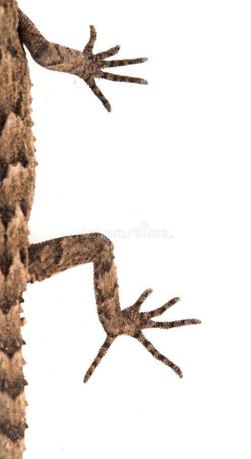 Hot Foot Lizard stock photo. Image of summer, amphibian - 265699460