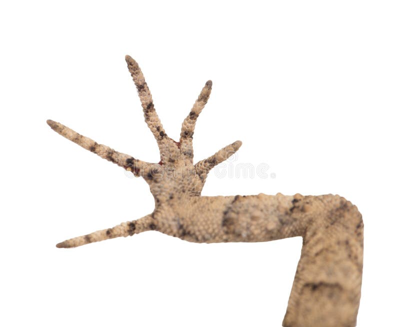 Lizard Foot Stock Images - Download 1,004 Royalty Free Photos