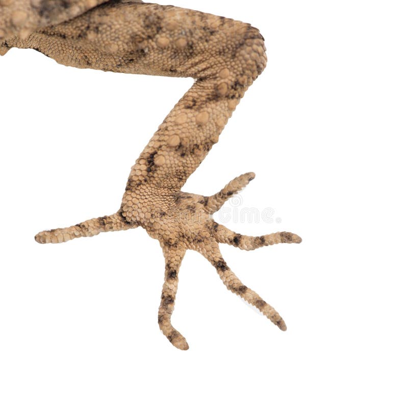 Hot Foot Lizard stock photo. Image of summer, amphibian - 265699460