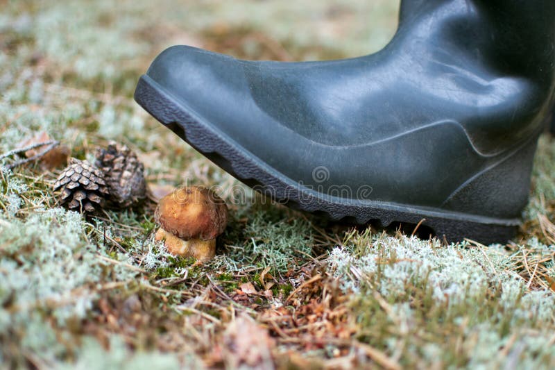 Foot of Man is Going To Step on Mushroom Stock Photo - Image of person ...