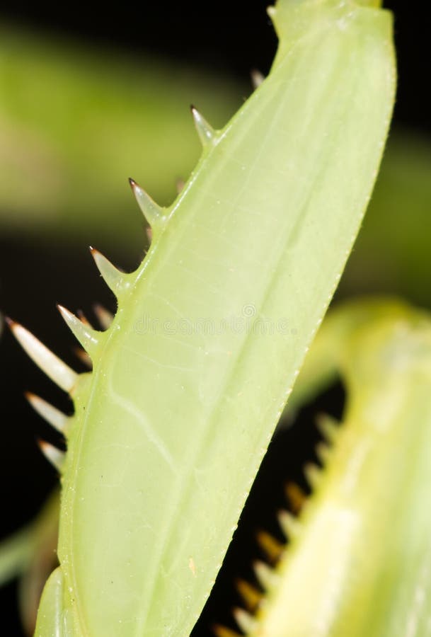 Foot mantis stock photo. Image of alone, praying, nature - 106776496