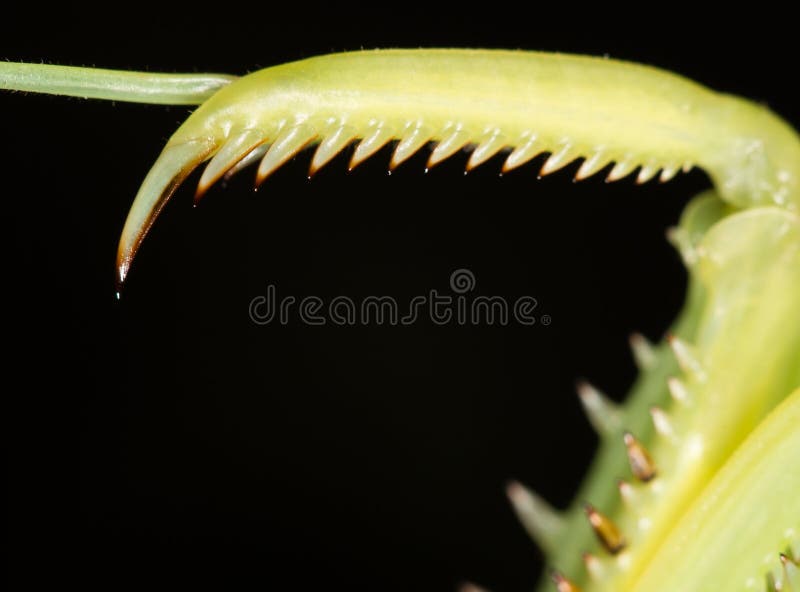 Bees at honeycomb stock photo. Image of hexagon, nature - 99202384
