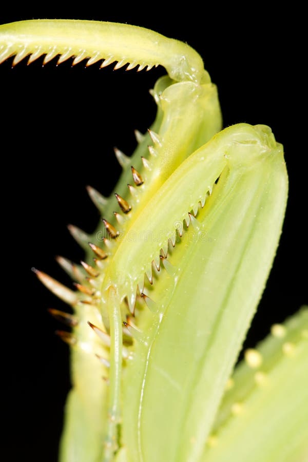 Foot mantis stock photo. Image of closeup, isolated - 105470586