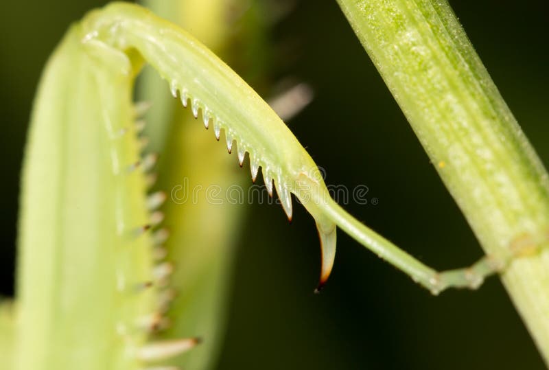 Mantis Foot Stock Photos - Free & Royalty-Free Stock Photos from Dreamstime