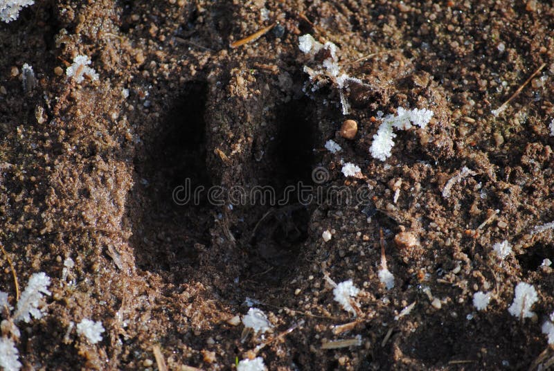 Boar Footprint Wild Stock Photos - Free & Royalty-Free Stock Photos ...