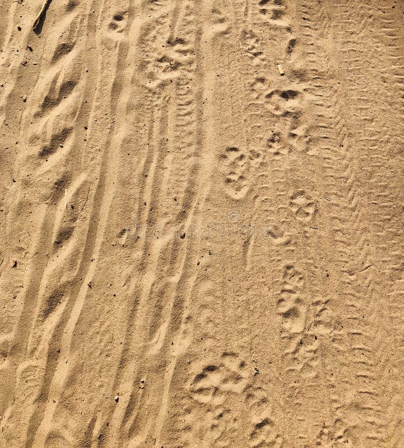 Foot Marks On White Sand Beach. Barefoot Walk Marks. Relaxing Day On ...