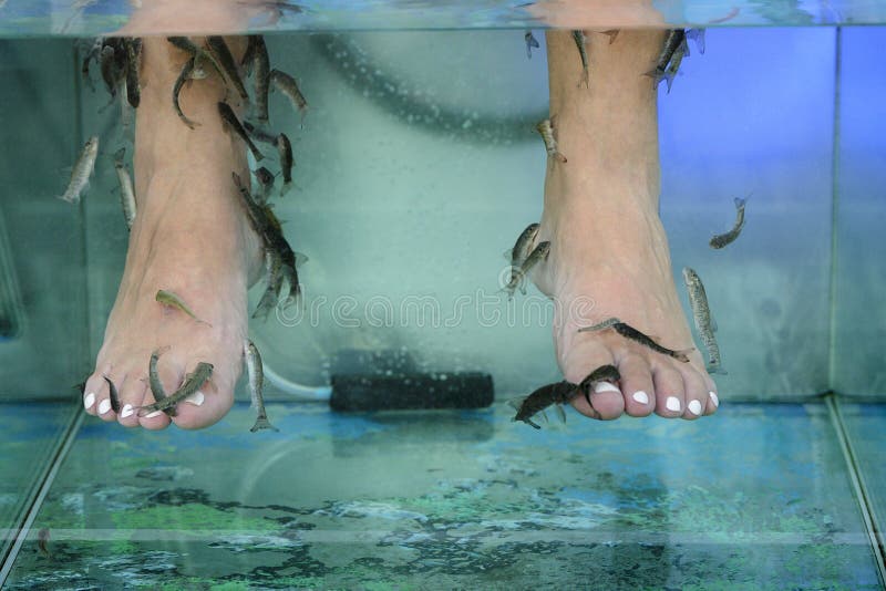 Foot Massage with Fish in Aquarium Close-up Stock Photo - Image of ...