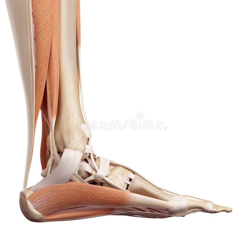 The foot muscles stock illustration. Illustration of accurate - 56287030