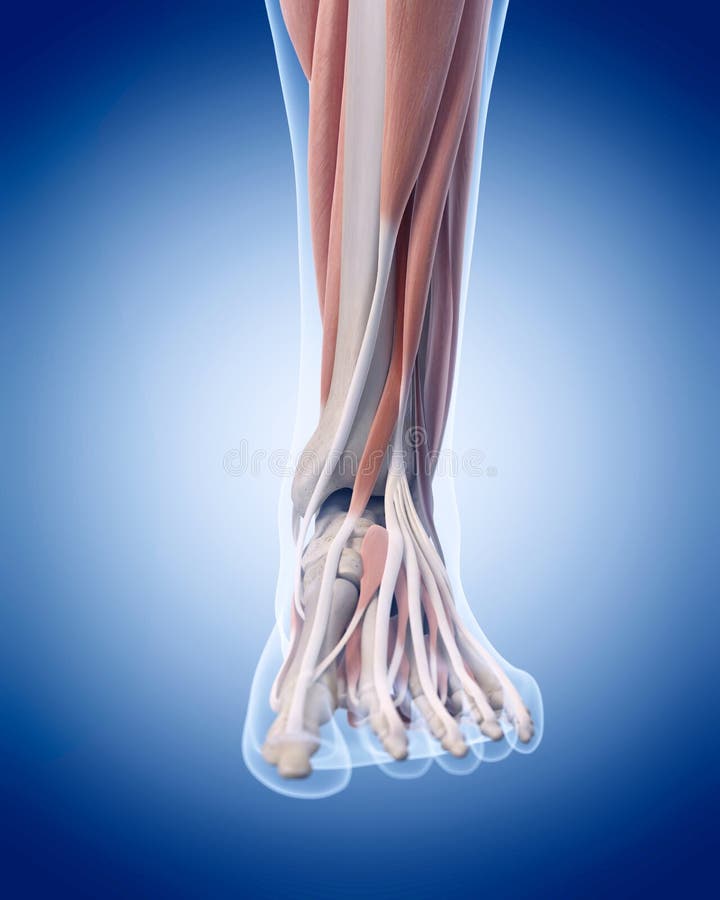 The foot anatomy stock illustration. Illustration of biomedical - 57248546