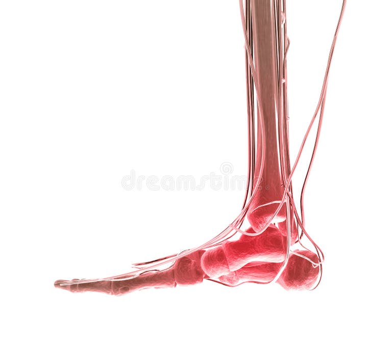 Pain Blood Foot Stock Illustrations – 758 Pain Blood Foot Stock ...
