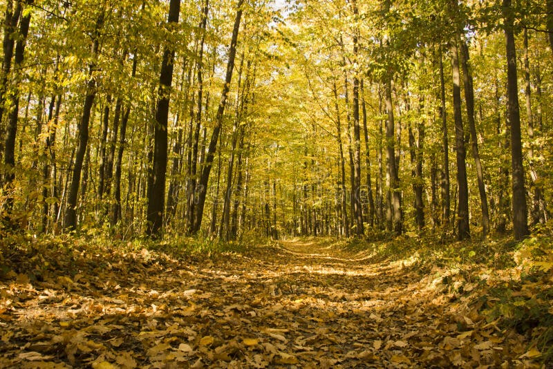 Foot path autumn forest stock image. Image of golden - 102718061