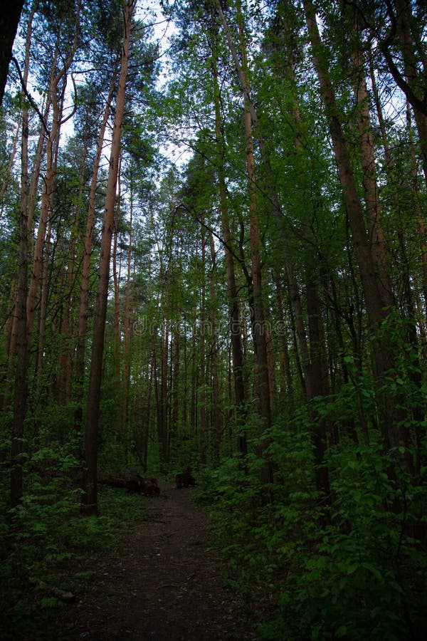 Foot Path among the Beautiful Pines in the Forest in the Sunny Light ...