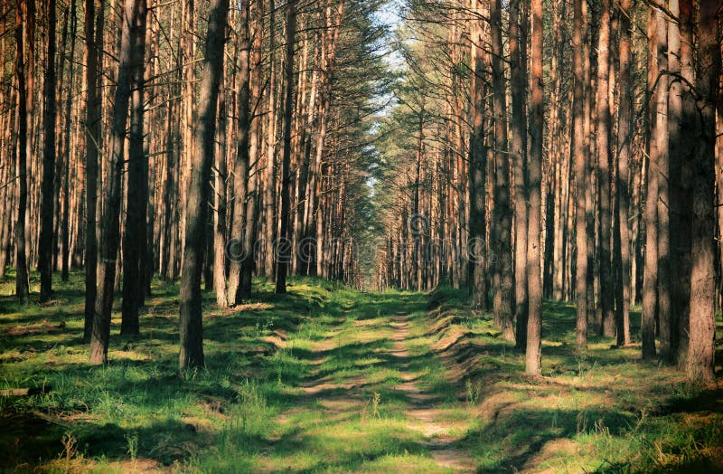 Foot Path through Dense Forest Stock Image - Image of rough, road: 46924057