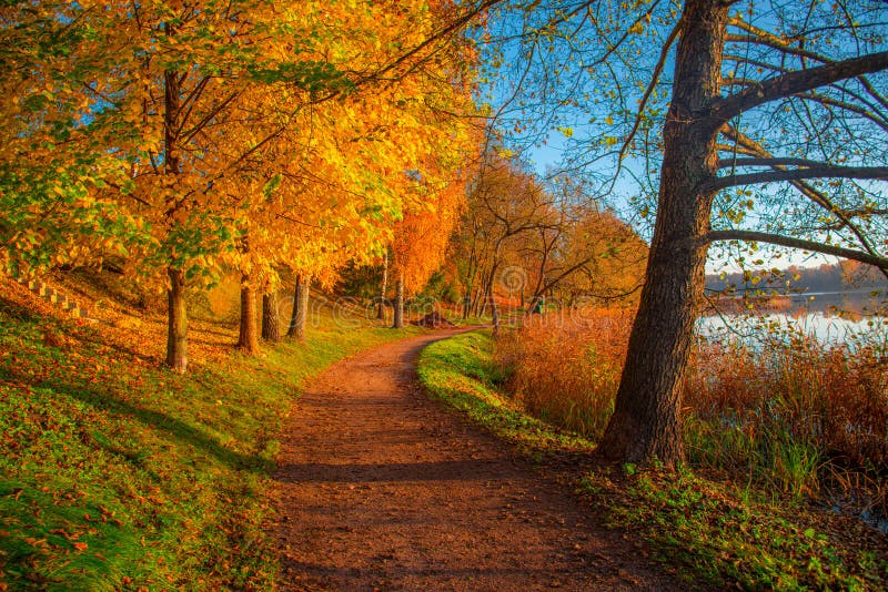 Fall path in forest stock image. Image of nature, maple - 27671073