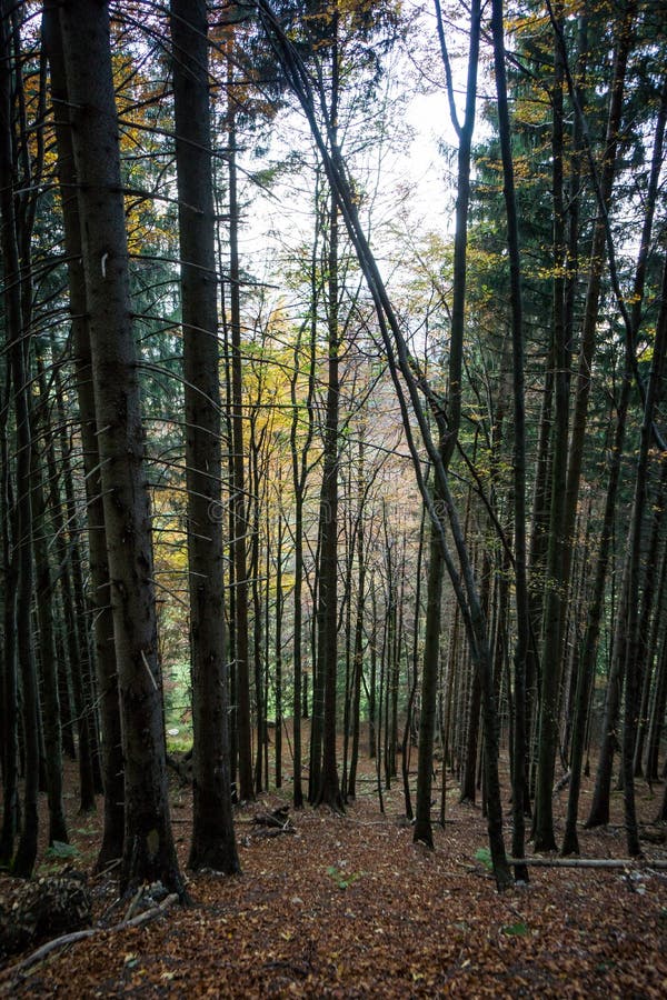 Foot Path through Forest in Autumn with High Trees Stock Image - Image ...