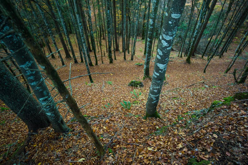 Foot Path through Forest in Autumn Stock Image - Image of plant ...