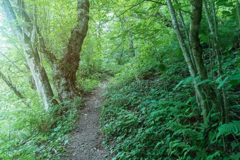 Foot Path in a Forest through High Fir Trees Stock Image - Image of ...