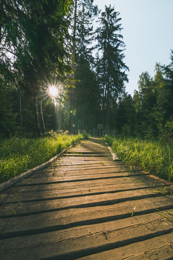 Foot path in the forest stock image. Image of board, quiet - 84958297