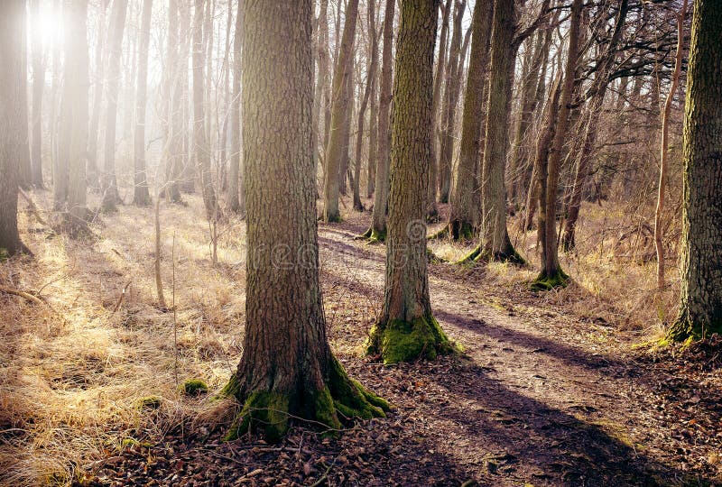 Foot Path in Forest. Sunlight through the Trees. Stock Photo - Image of ...