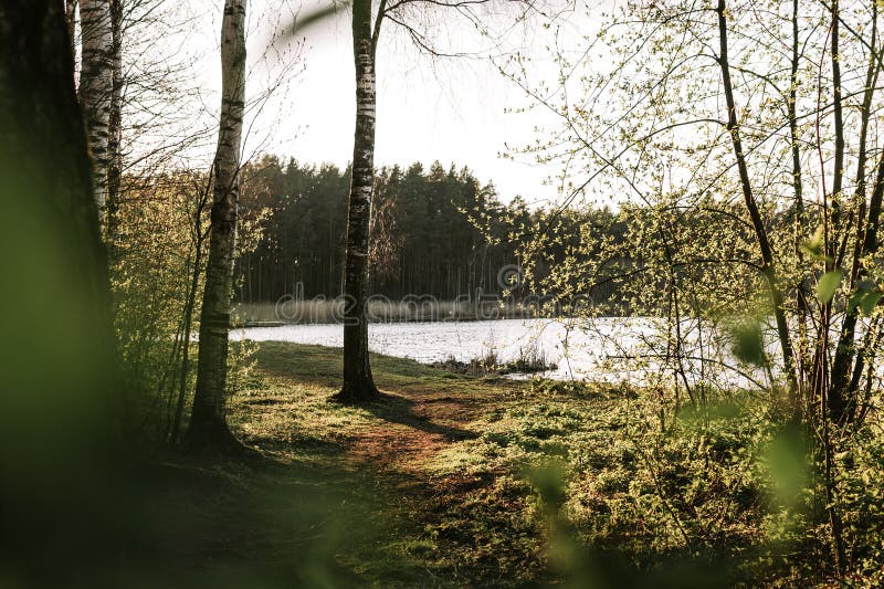 Foot Path in the Forest To the Lake Stock Image - Image of footpath ...
