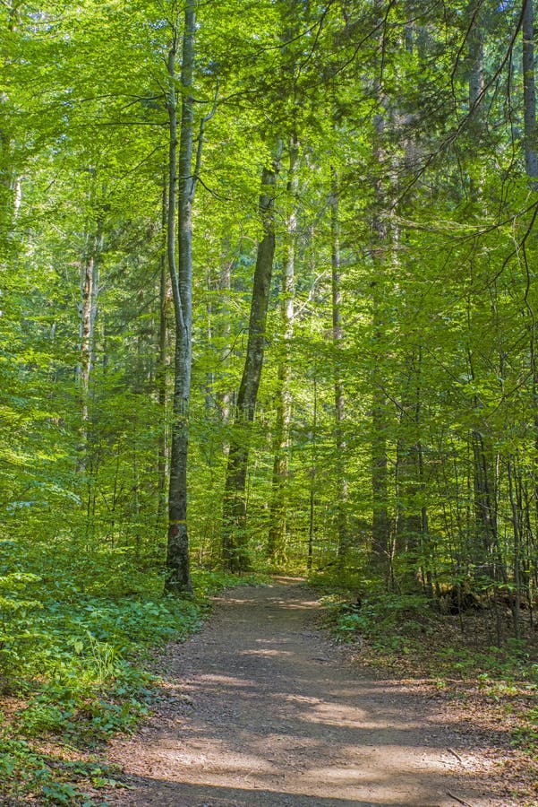 Foot Path and Fresh Green Forest Stock Photo - Image of path, fall ...