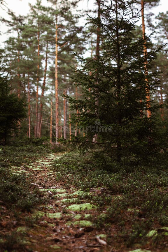 Foot path in the forest stock photo. Image of foot, growth - 357783924