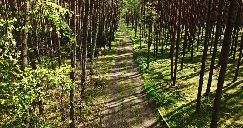 Foot Path in Green Forest in Spring, Poland. Stock Video - Video of ...
