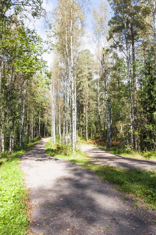 Foot Path in Green Summer Forest Stock Image - Image of forest, nature ...