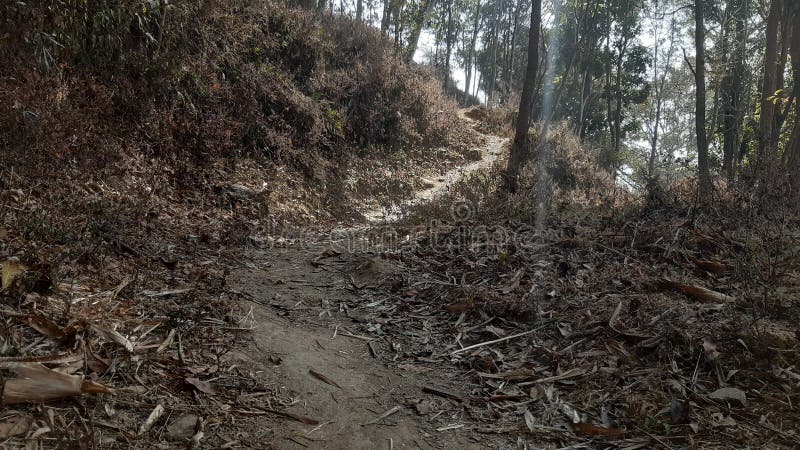 Foot Path Inside the Jungle Stock Photo - Image of wetland, wilderness ...