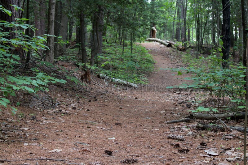 Foot Path Leading into the Forest Stock Photo - Image of national ...