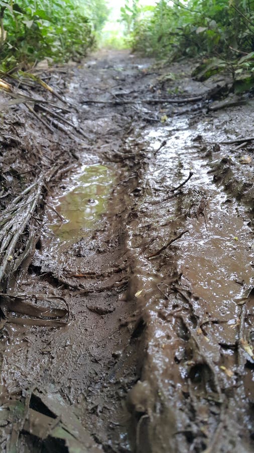 Foot Path Leading To Muddy Rice Fields Stock Image - Image of soil ...