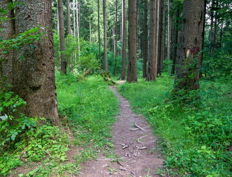 Foot Path or Nature Trail in the Woods with Green Grass on Both Sides ...