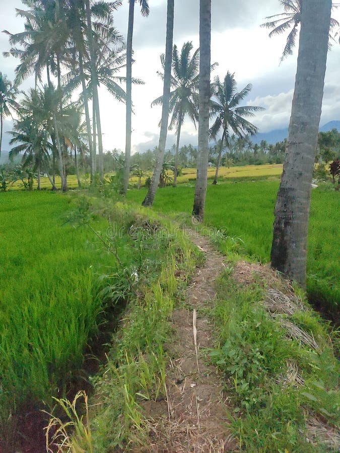 Foot Path in the Rice Field Stock Photo - Image of village, path: 263082580