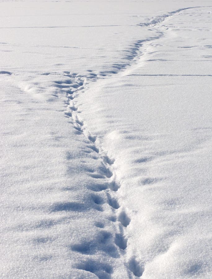 Footsteps in the snow stock photo. Image of stamping, footmark - 1176422