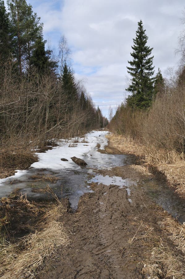 Foot Path with Snow in Early Spring Forest Stock Photo - Image of pine ...