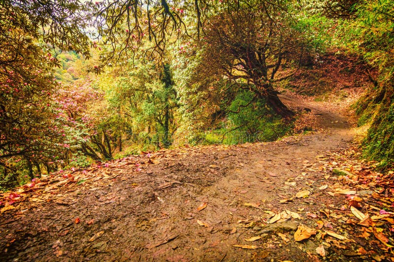Foot Path in TheForest in Nepal Stock Image - Image of culture, travel ...