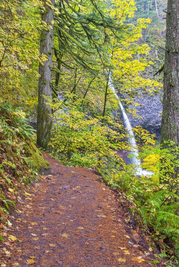 Foot Path To Pony Tail Falls in Oregon Stock Image - Image of trail ...