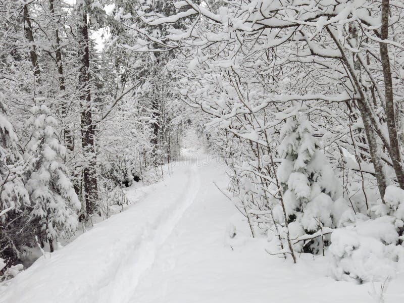 Foot Path Trough a Snow Covered Forest Stock Photo - Image of trough ...