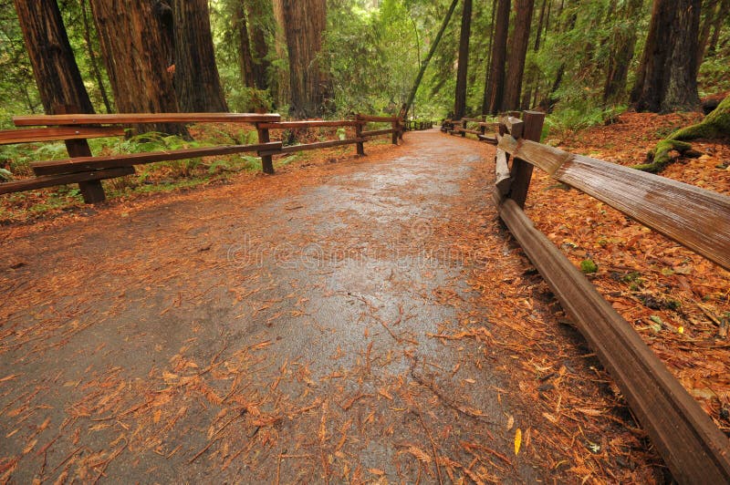 Foot Path Walkway in Forest Stock Image - Image of journey, railing ...