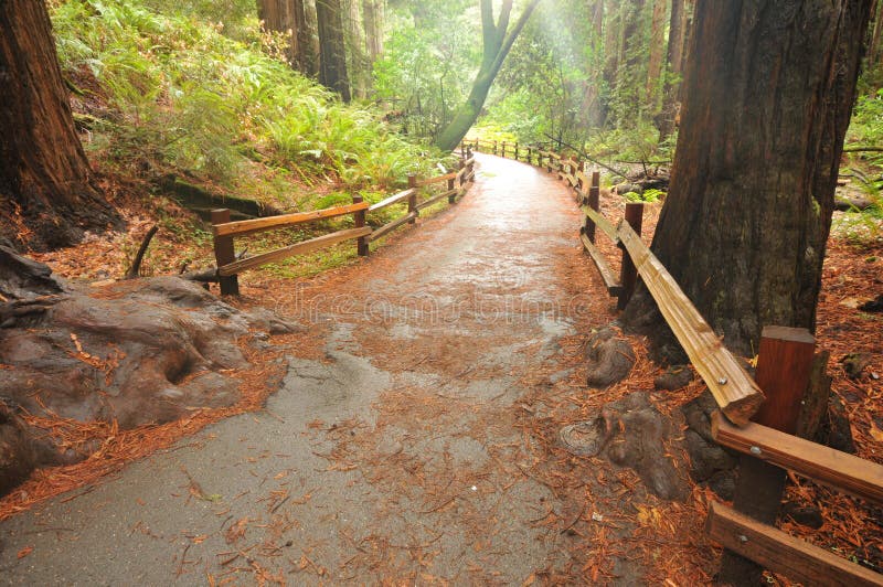 Foot Path Walkway in Forest Stock Photo - Image of walk, serene: 27311264
