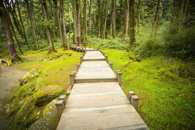 Foot path stock image. Image of spring, foot, public - 60421953